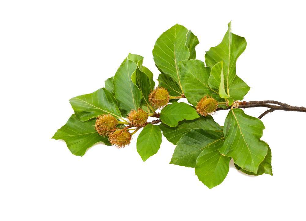 La Fleur de Bach Beech ou Hêtre