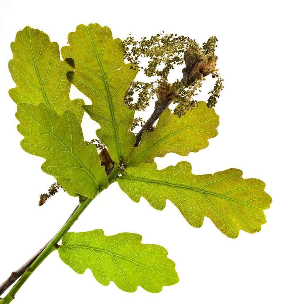 La Fleur de Bach Oak ou Chêne