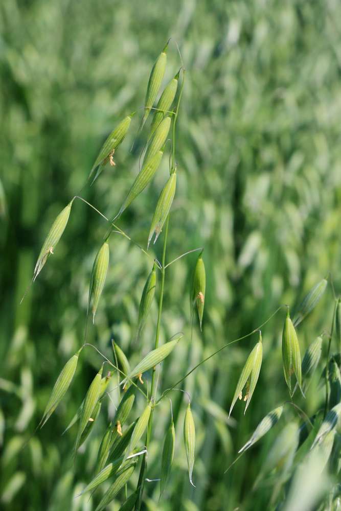La Fleur de Bach Wild Oat ou Avoine sauvage